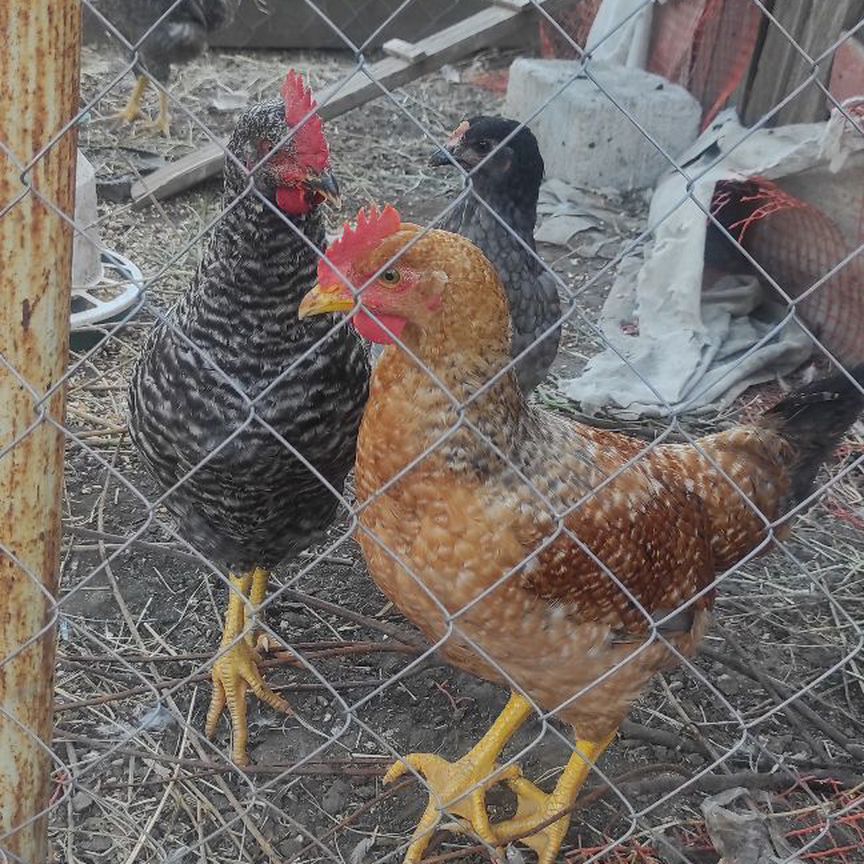 Молодые петушки