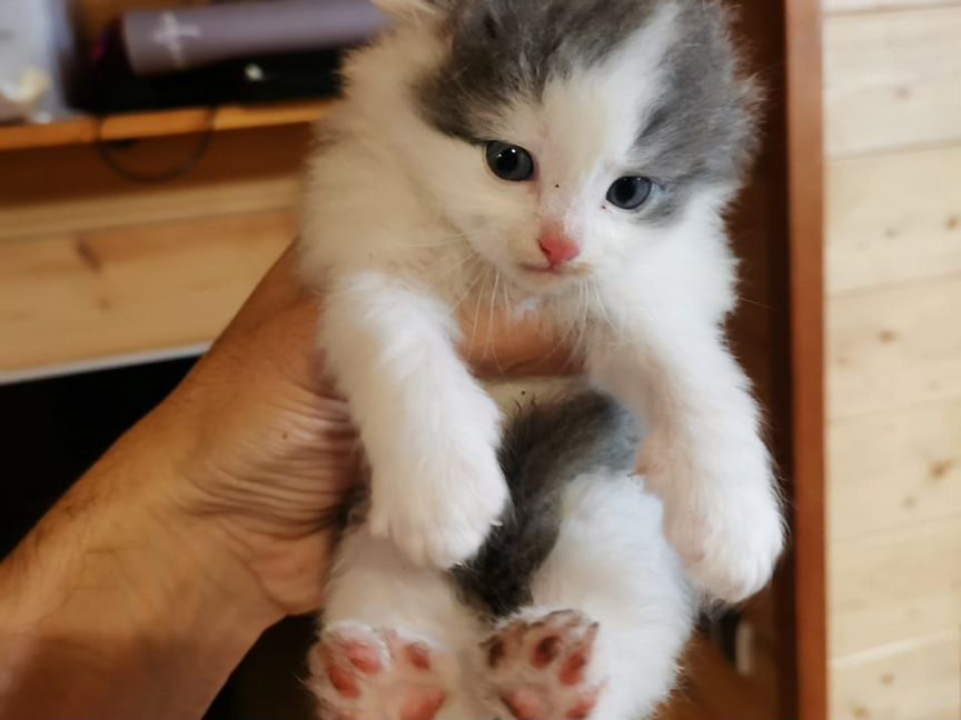 Котенок маленький