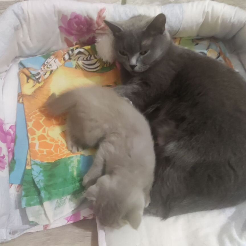 Британский котенок