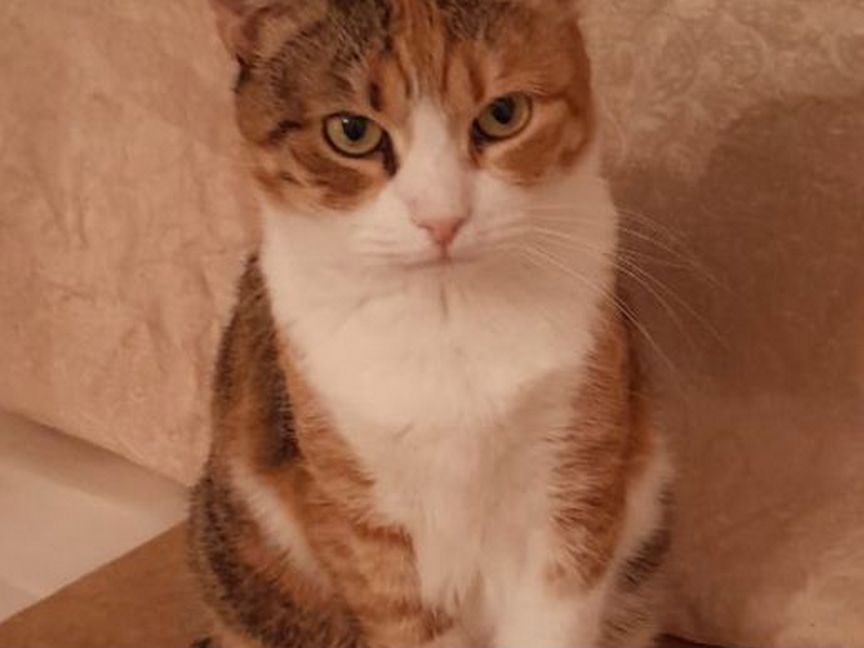 Трехветная кошечка - счастье в дом
