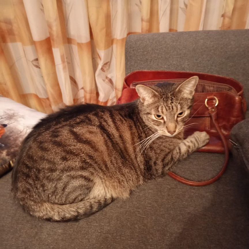 Кот в добрые руки