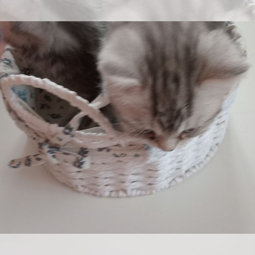 Шотландский прямоухий короткошёрстный котёнок