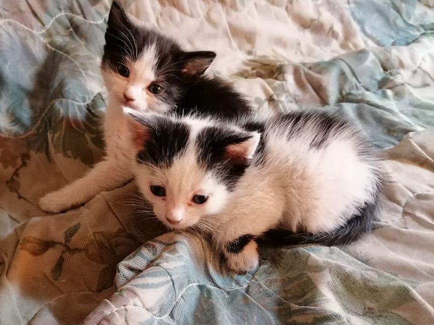Котята отдам бесплатно