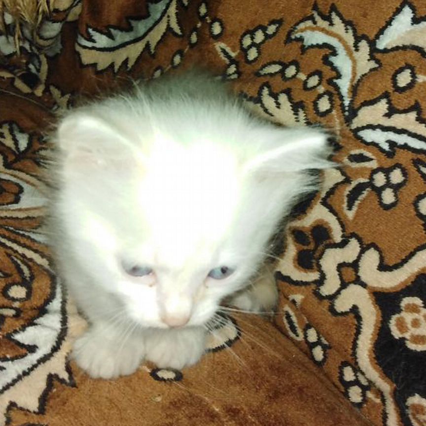 Британские котята доброе руку