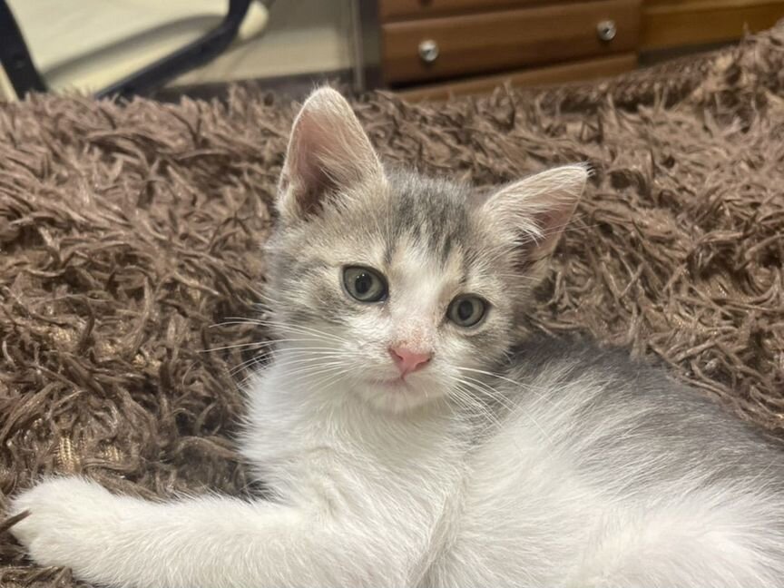 Котенок 2 мес