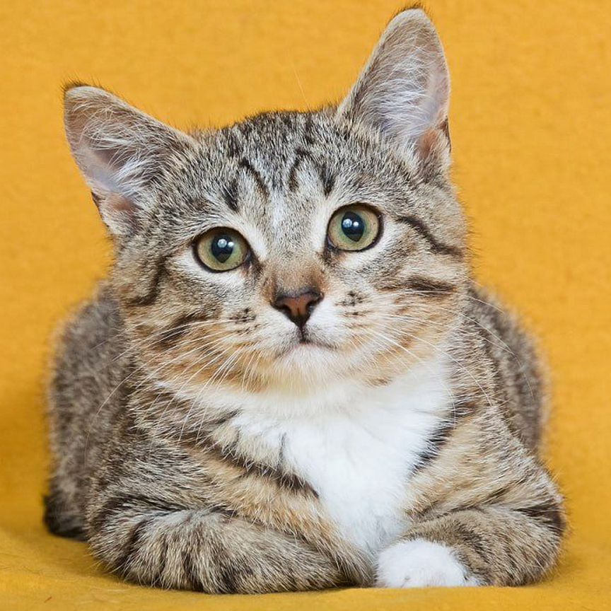 Котенок в добрые руки