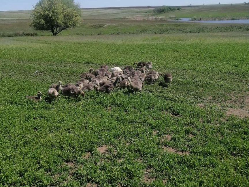 Гусята, утята