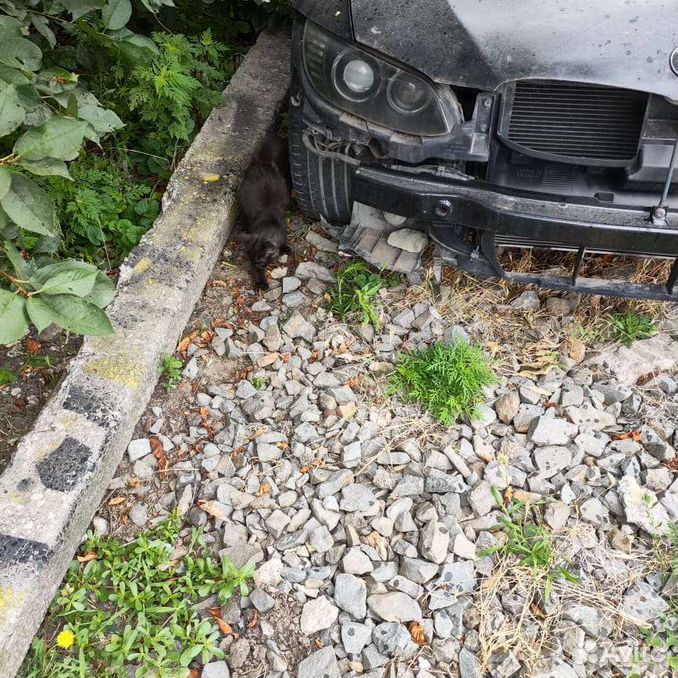 Прошу о помощи приютить котят