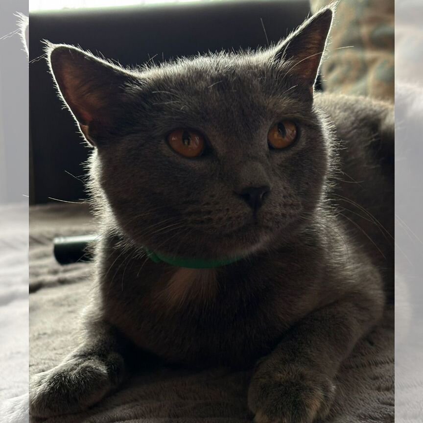 Кошечка в добрые руки