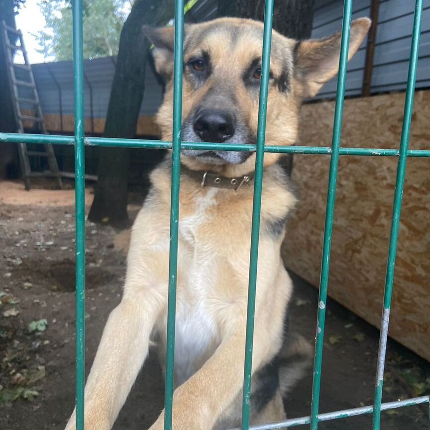 Джексон в поисках дома