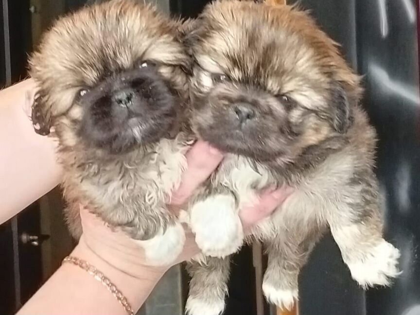 Пекинесики