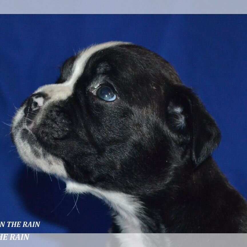 Щенки немецкого боксера