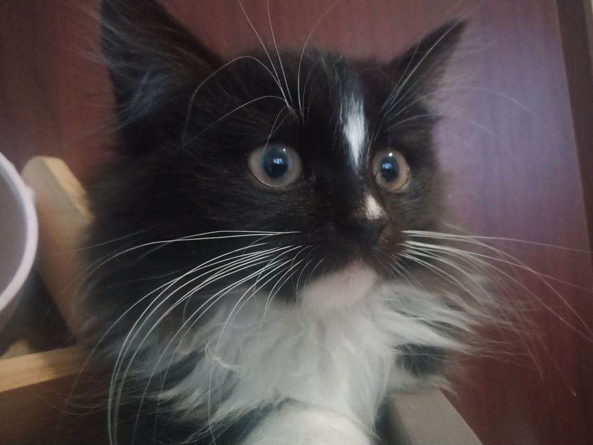 Кошка в дар