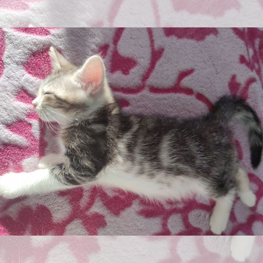 Британский короткошёрстный котёнок