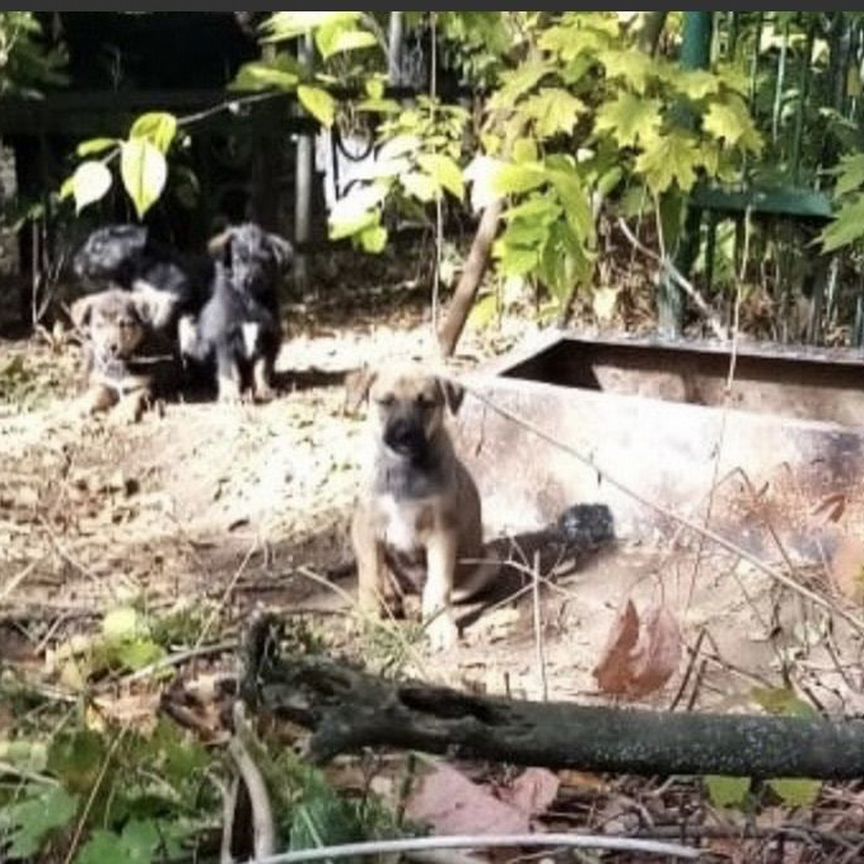 Бездомные. Кому во двор. Два месяца. Портовая