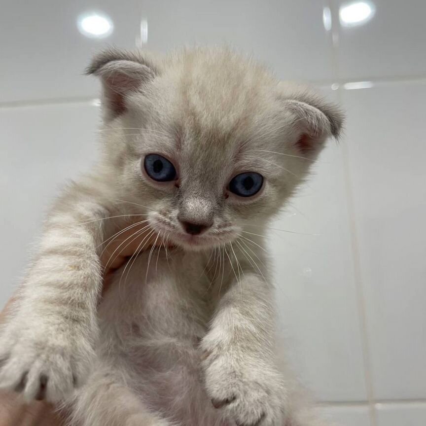 Котенок
