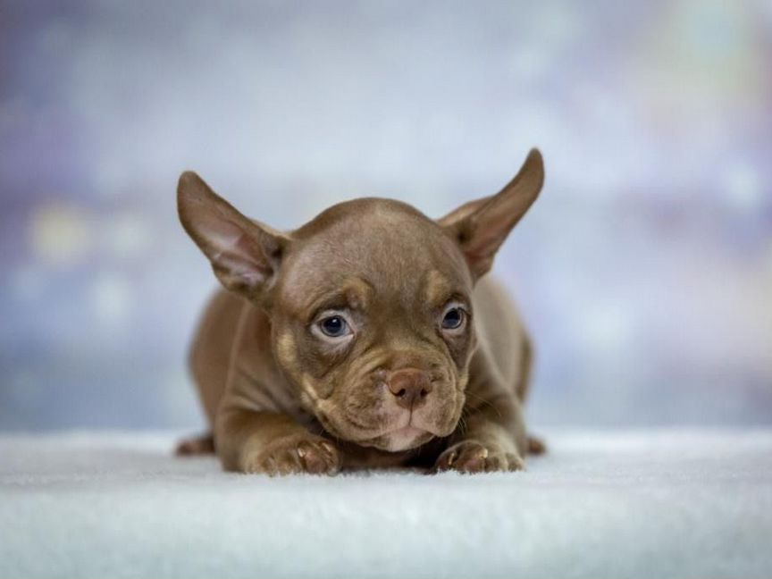 Щенки американского булли