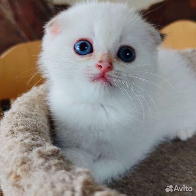 Колорный мальчик фолд