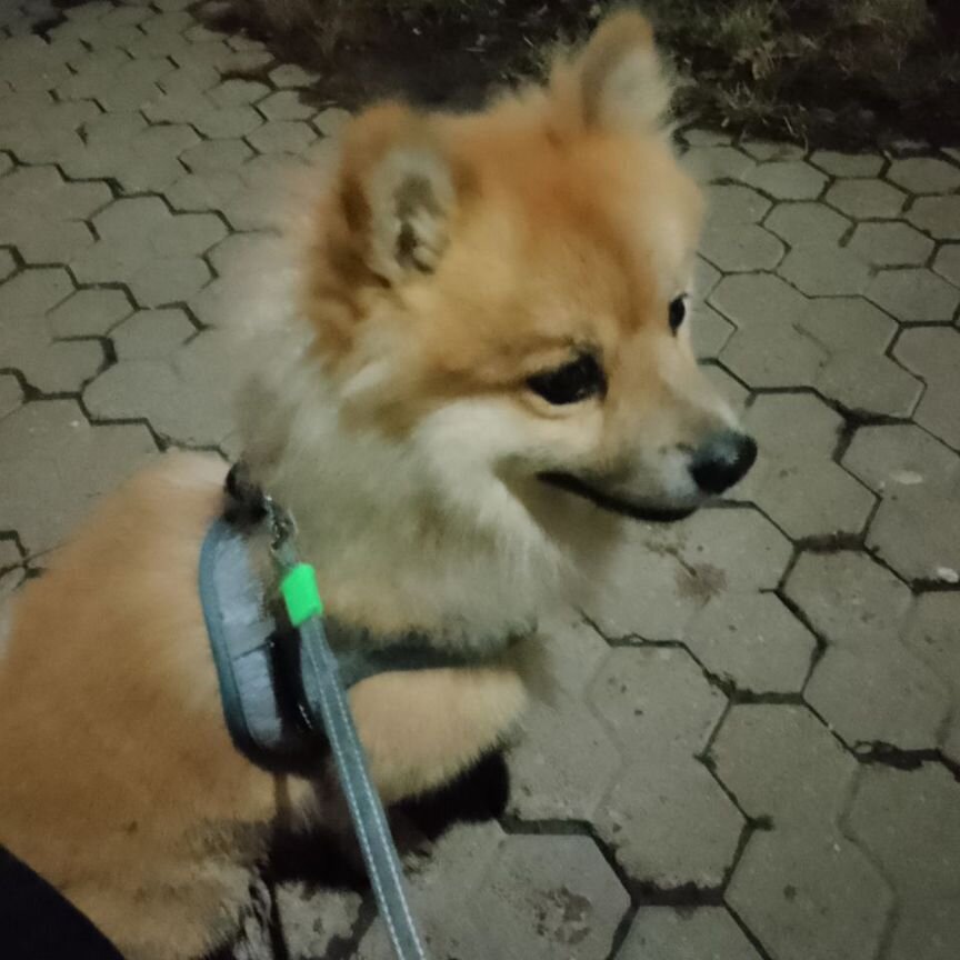 Немецкий шпиц