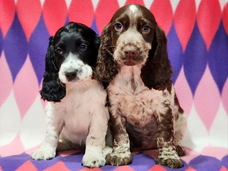 Русский охотничий спаниель