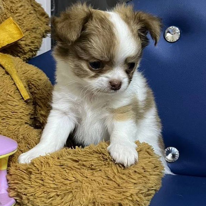 Чихуахуа, щенок