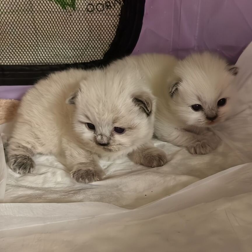 Невский маскарадный котёнок