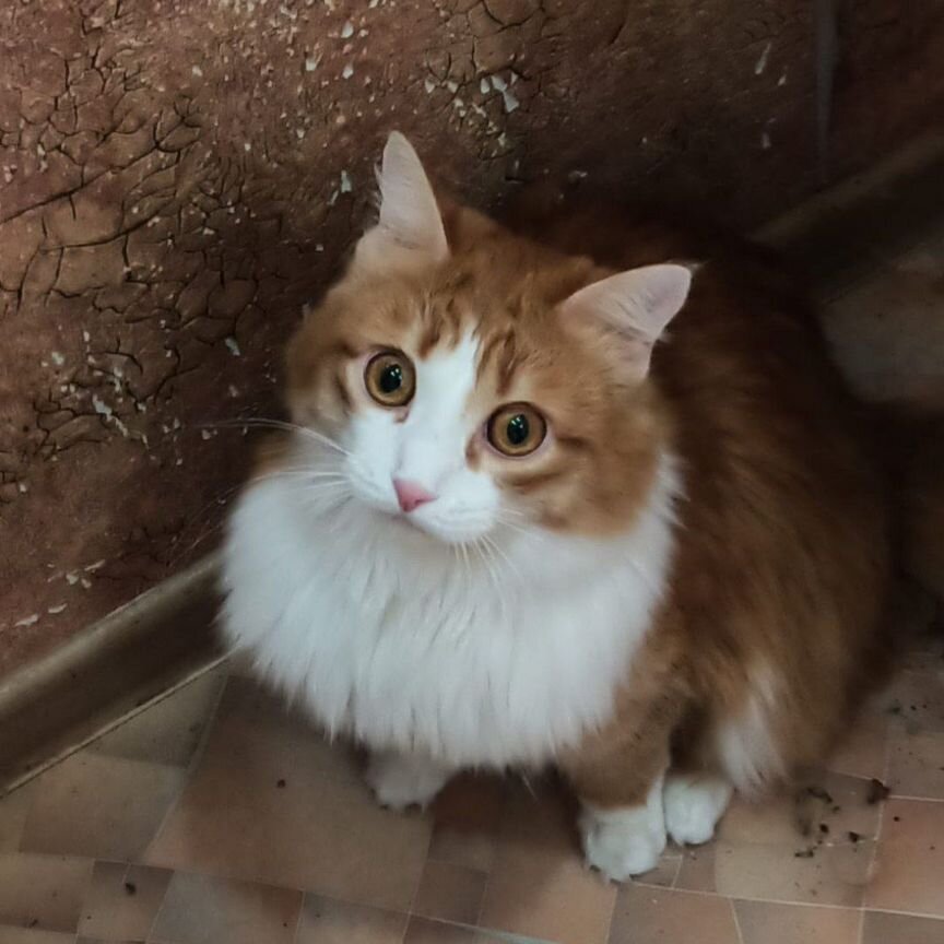 Отдам бесплатно котика