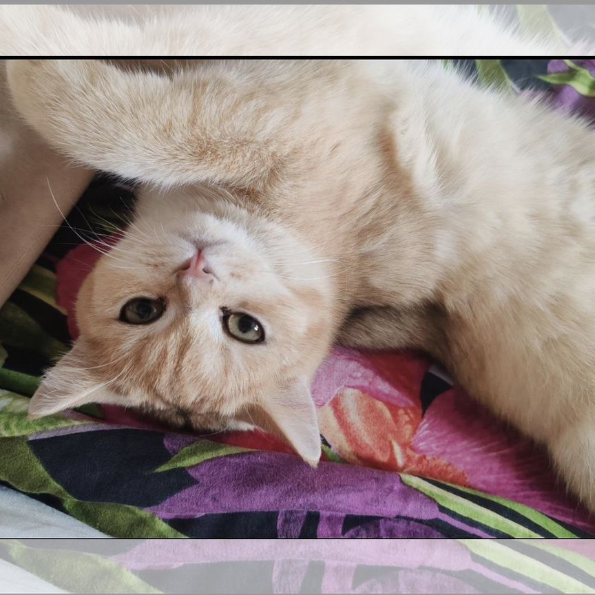 Шотландский прямоухий короткошёрстный котёнок