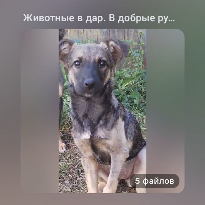 Кутята в добрые руки