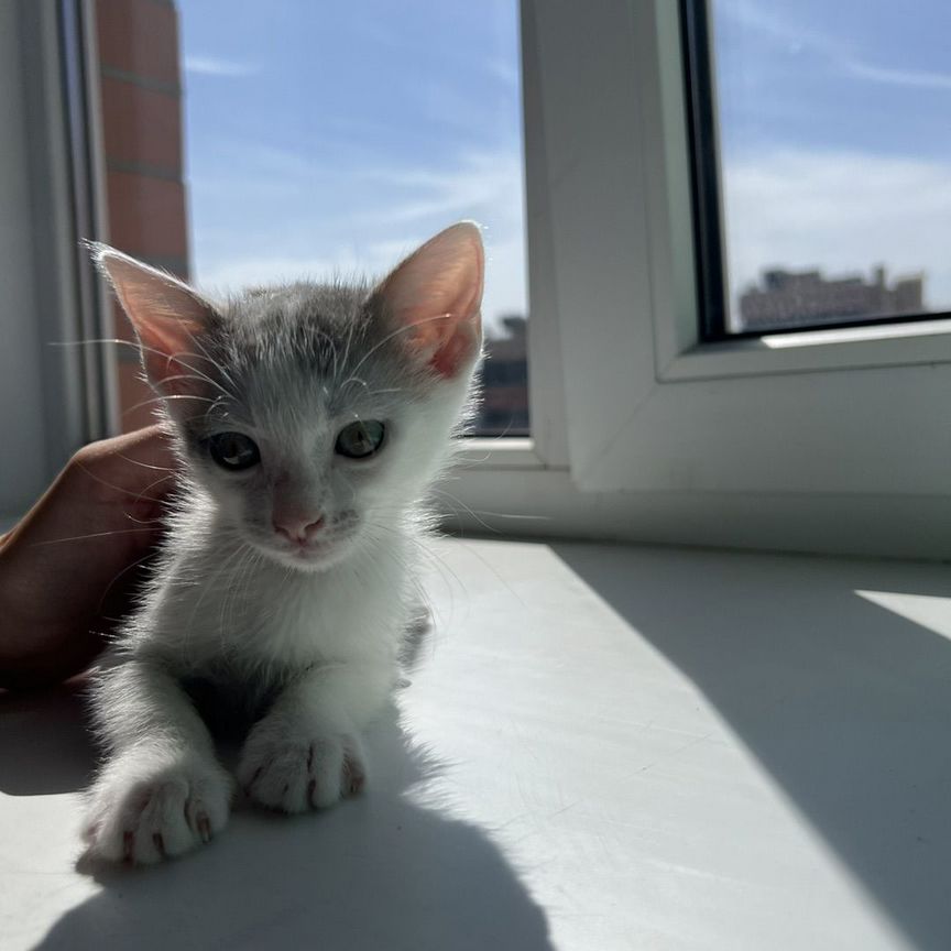 Котенок в добрые руки