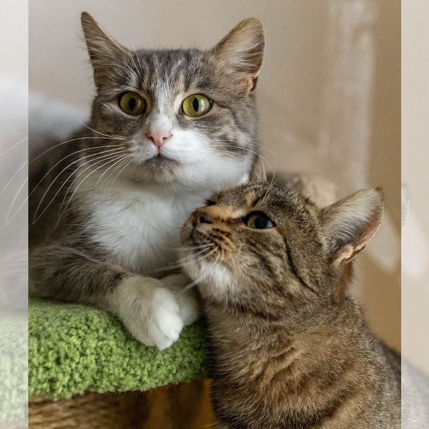 Взрослая кошка в добрые руки