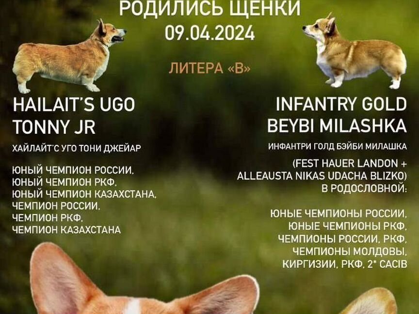 Щенки вельш корги пемброк