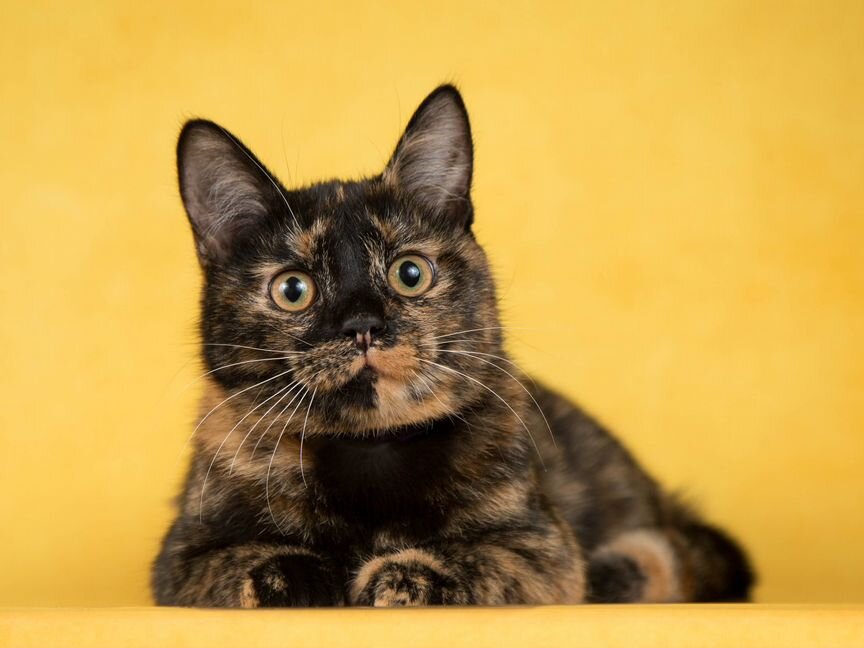 Хлоя котёнок