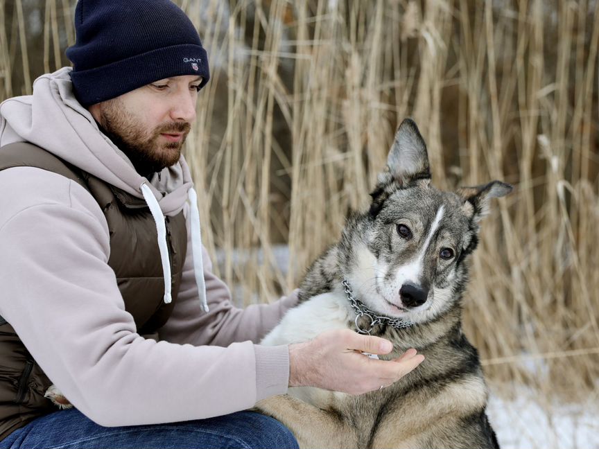 Пёс ищет дом