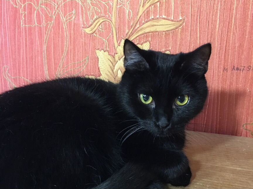 Кошечка Карамелька в добрые руки