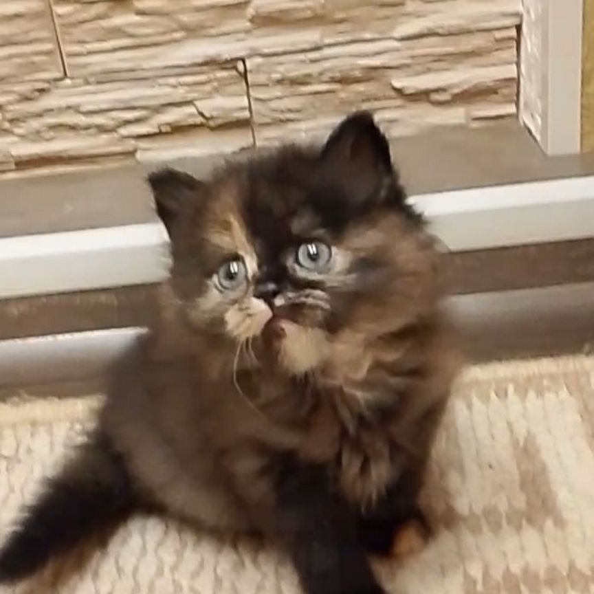 Сибирский котёнок