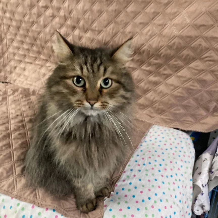 Котик Ларсик