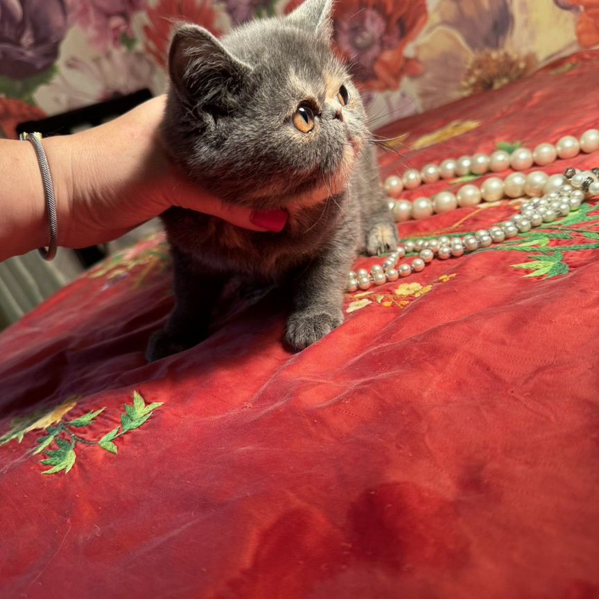 Эзотические котята