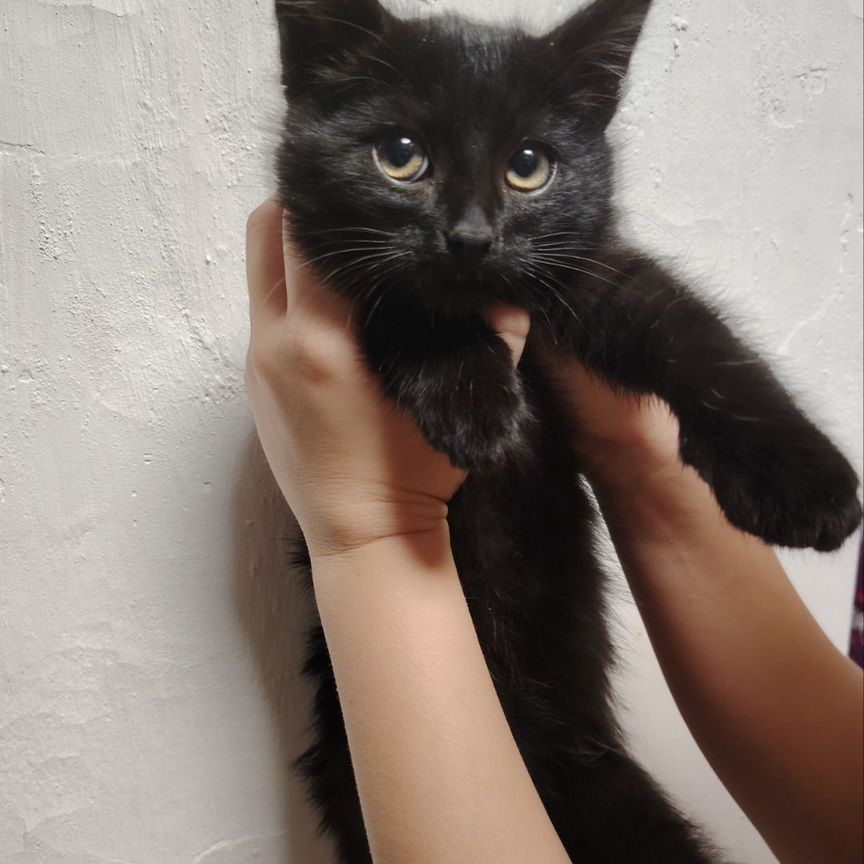 Два чёрных котенка