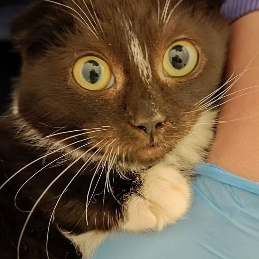 Котенок в добрые руки