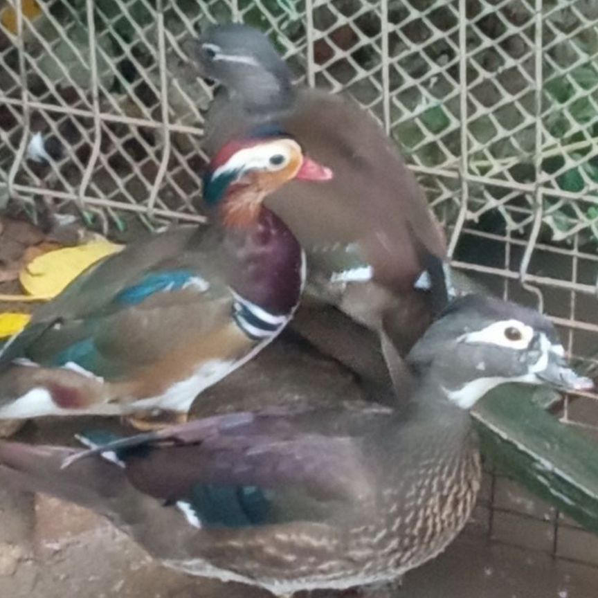 Утки Мандаринки