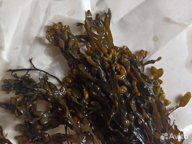 Водоросли Белого моря. Видные растения