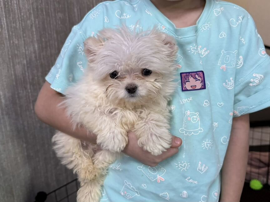 Мальтипу микро