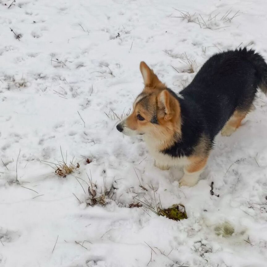 Вельшкорги