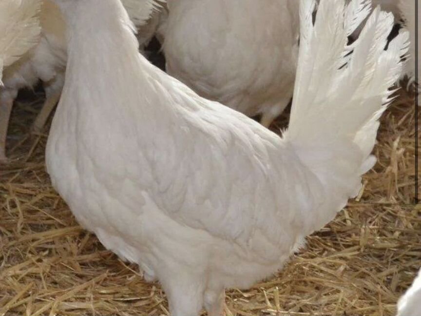 Куры молодки белые 4 мес
