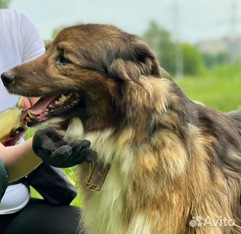 Люди обошлись жестоко с Мишкой