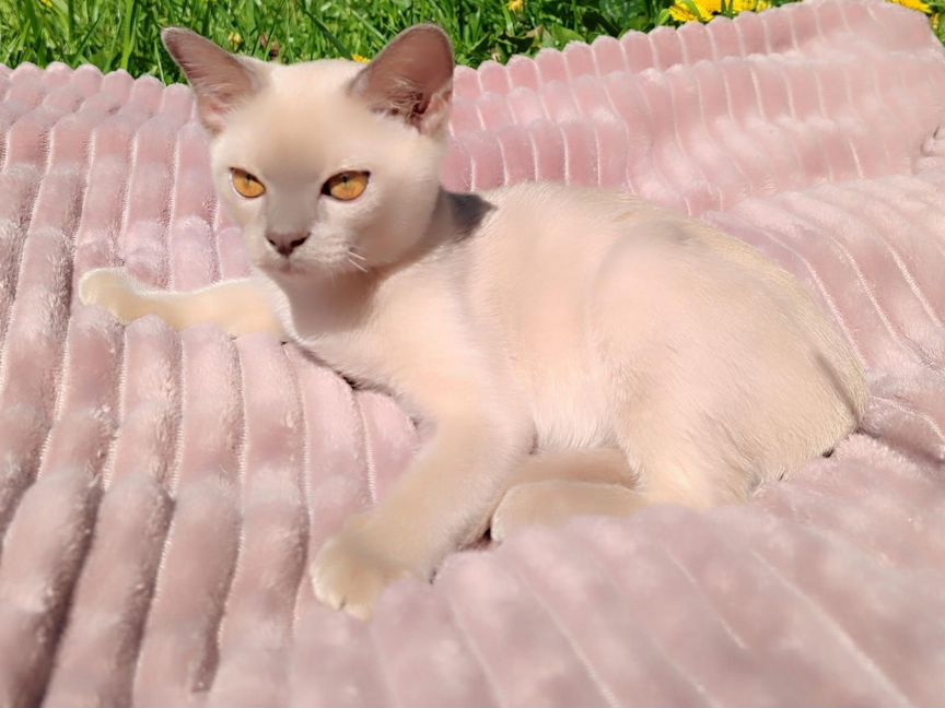 Лиловый мальчуган