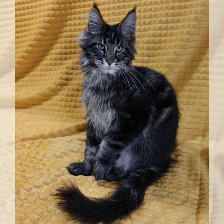 Мейн-кун котёнок