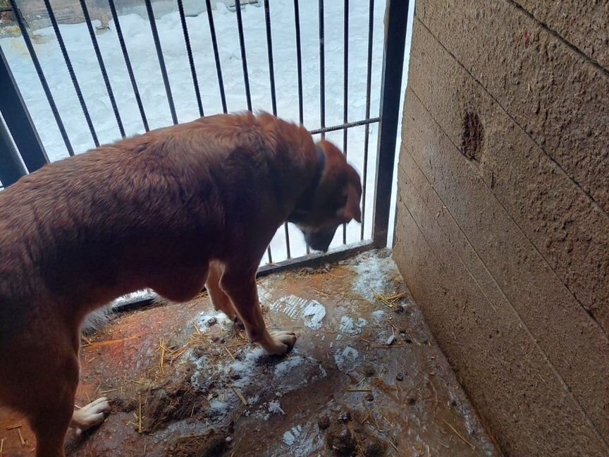 Собака с большой опухолью из приюта