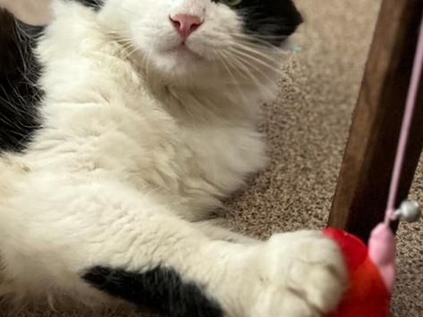 Котик молодой